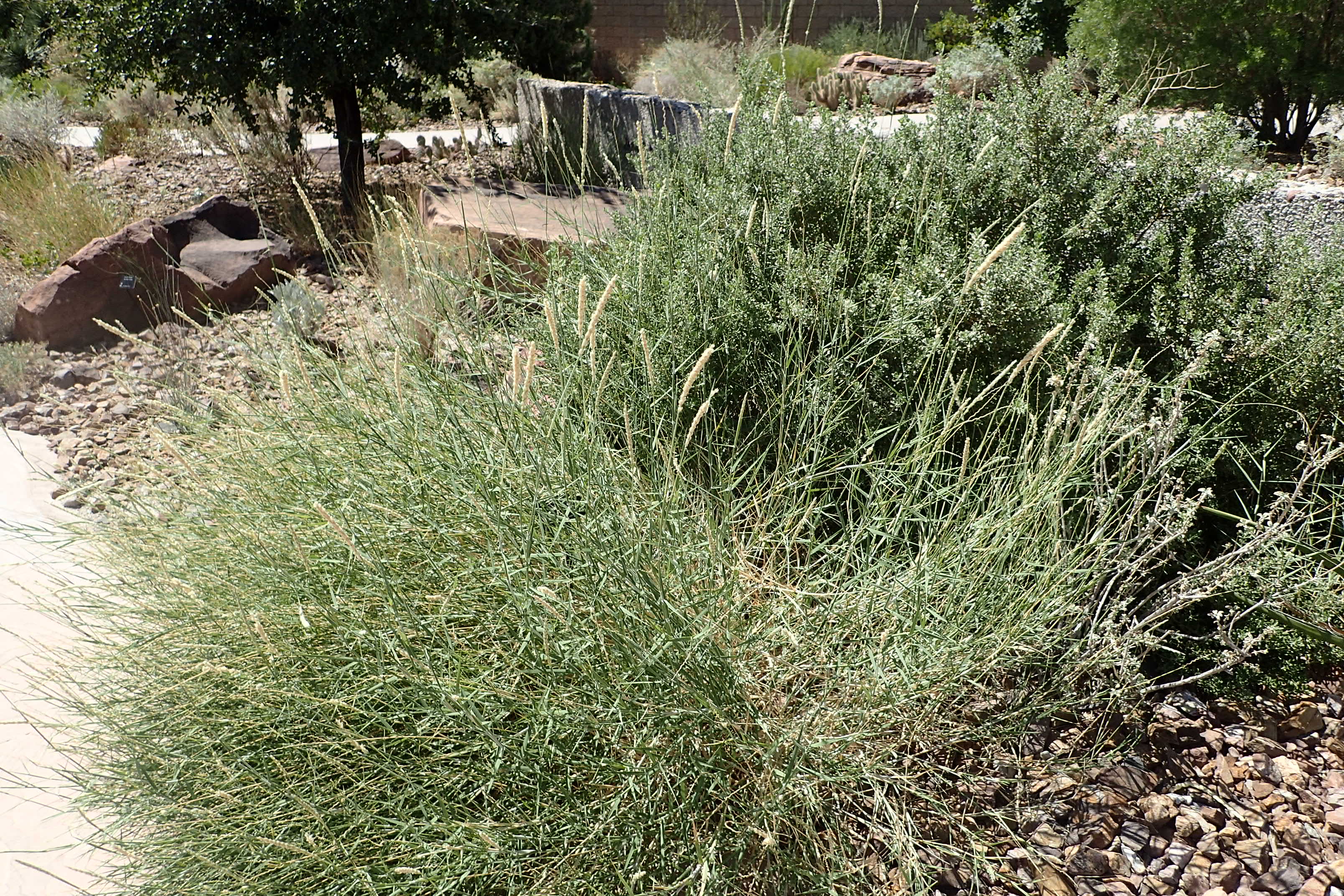 Ornamental Grasses – Desert Gardener