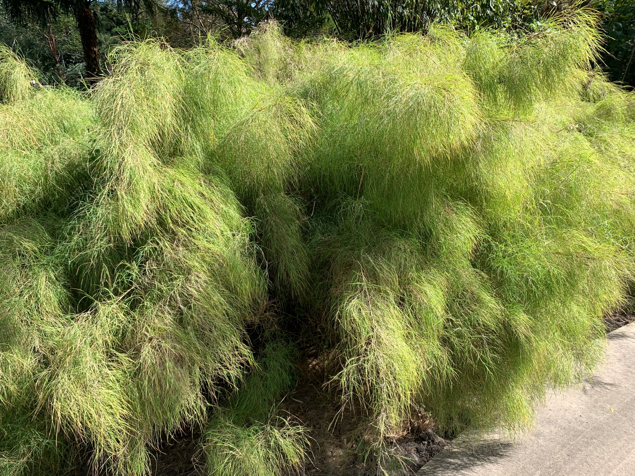 Ornamental Grasses – Desert Gardener