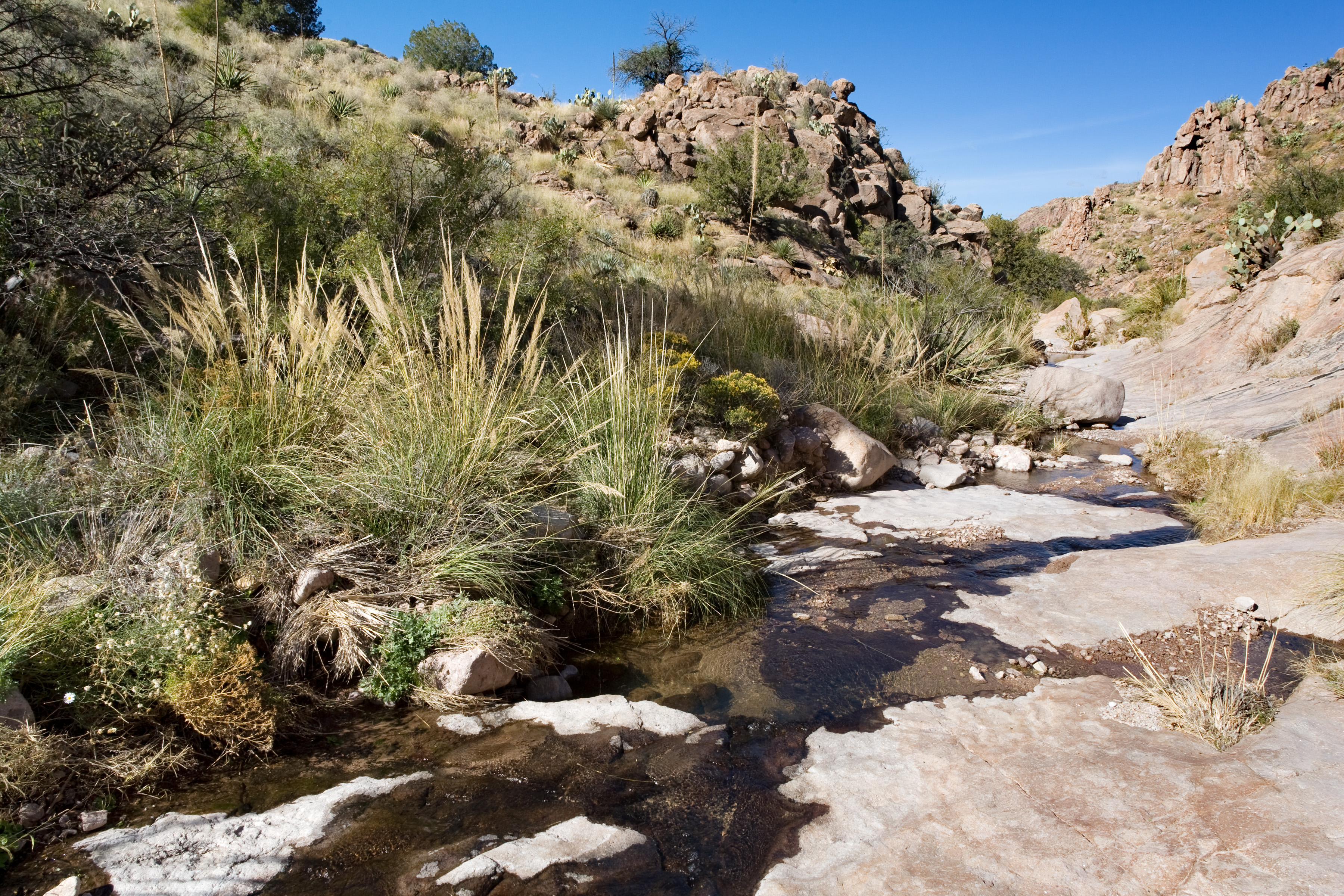 Ornamental Grasses – Desert Gardener