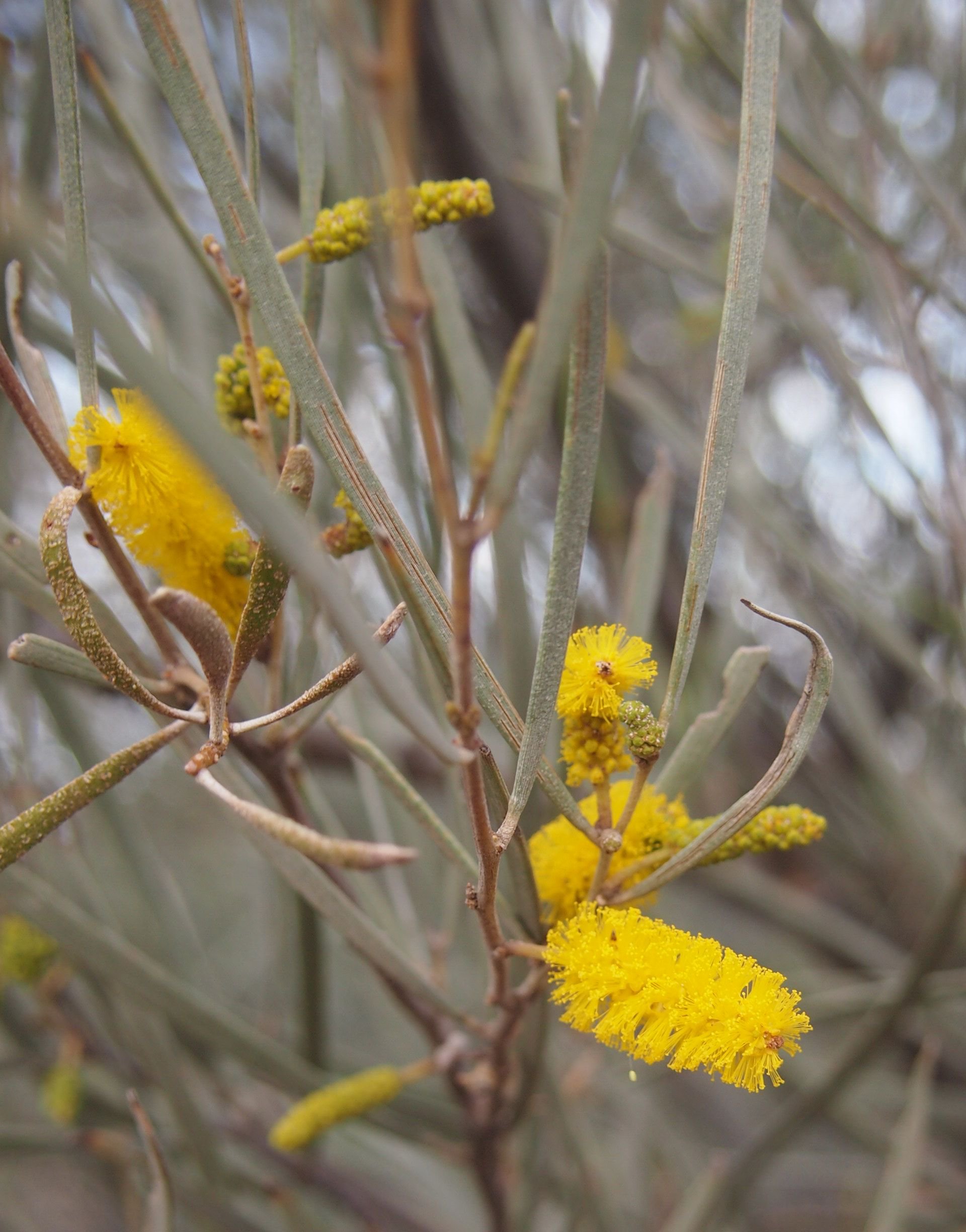 The Native Habitat of Acacia aneura: A Deep Dive into the Australian ...
