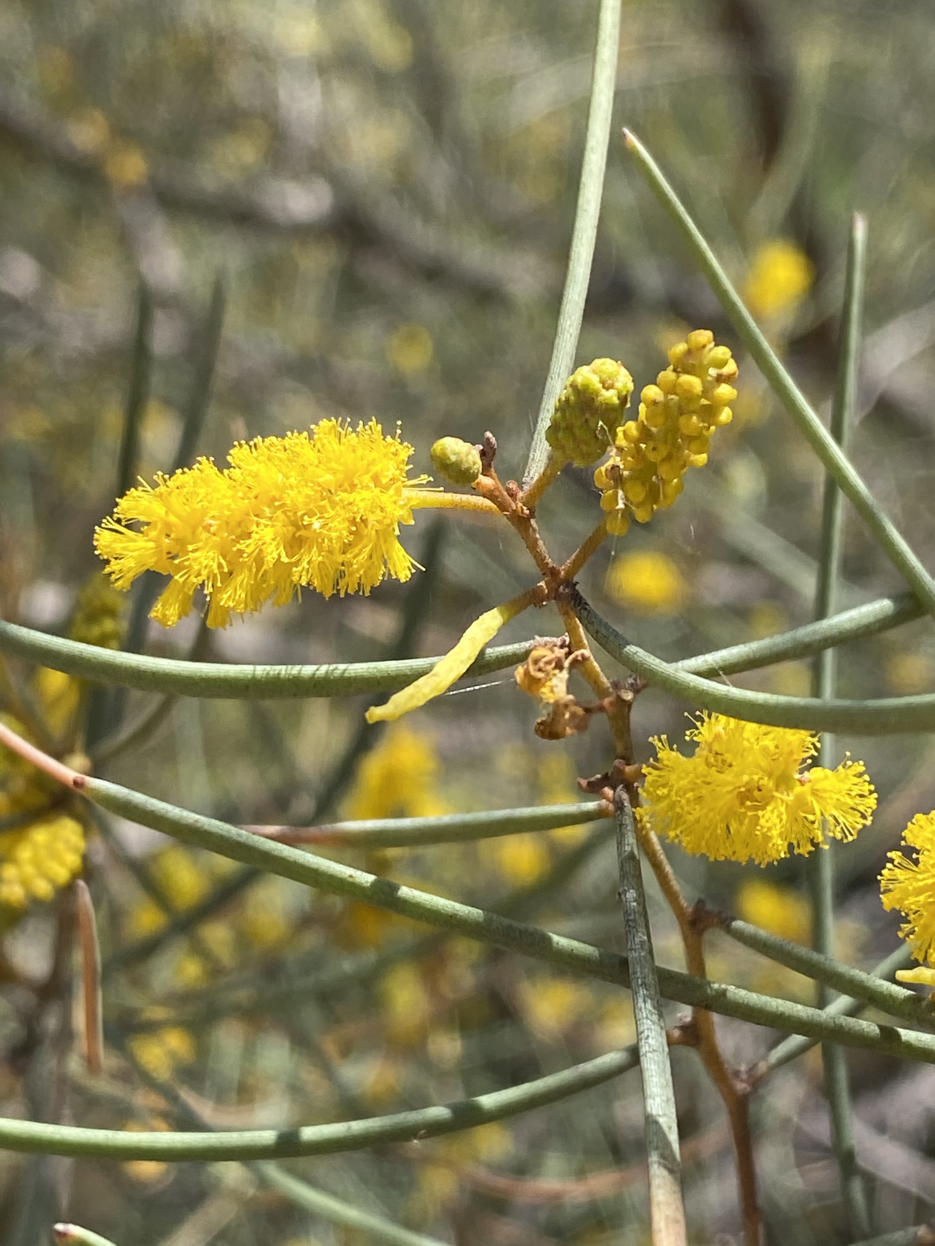 Growing the Mulga Trees (Acacia aneura) in Phoenix, Arizona – Desert ...