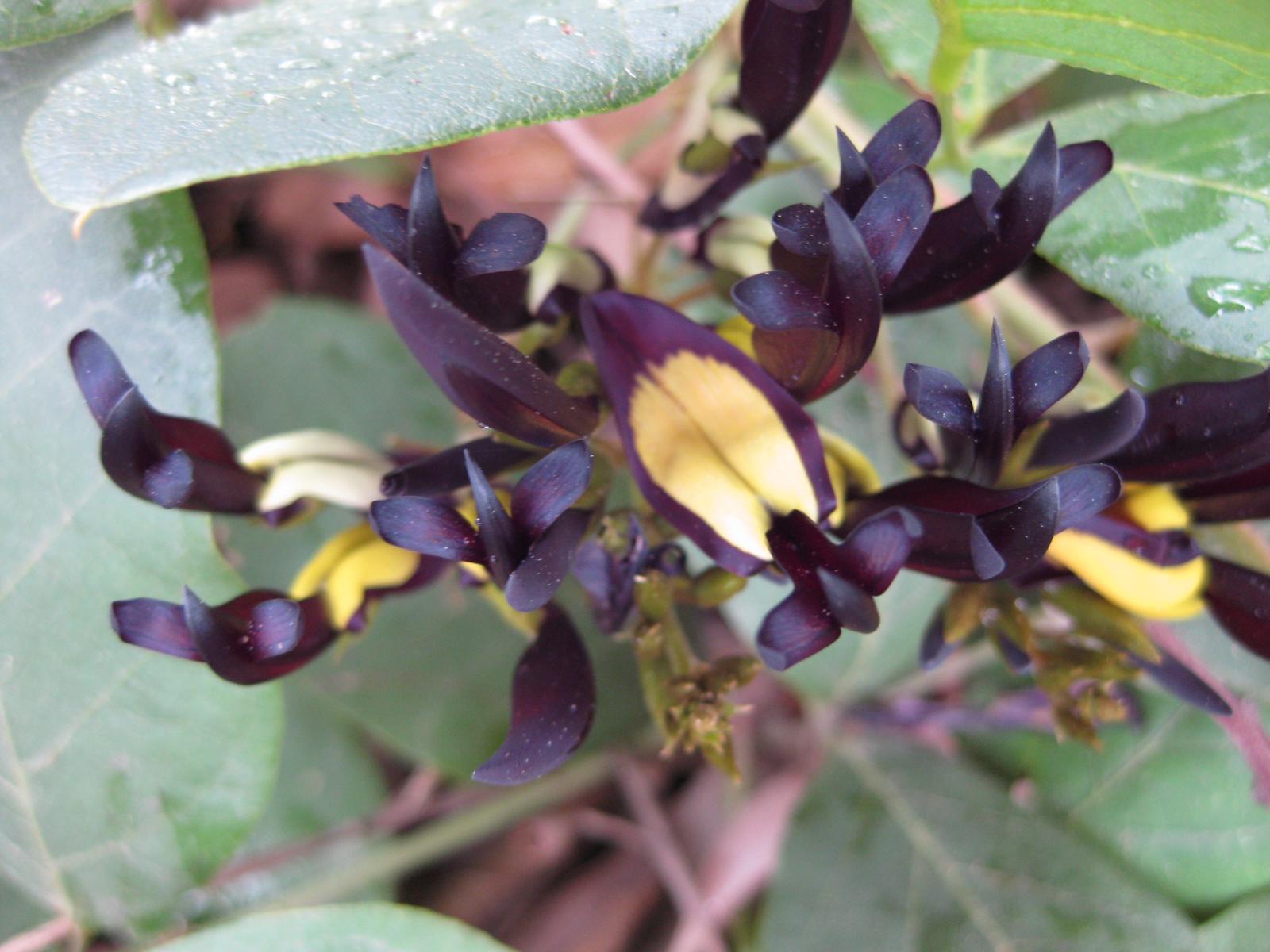 Vines – Desert Gardener