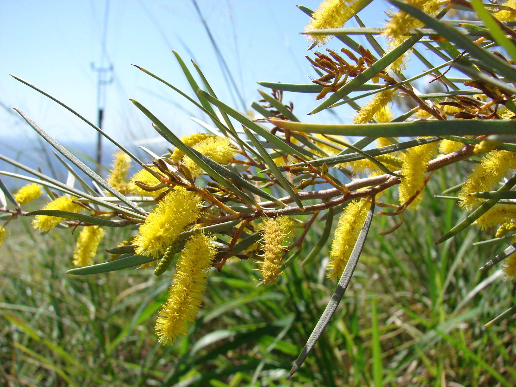 Growing the Mulga Trees (Acacia aneura) in Phoenix, Arizona – Desert ...