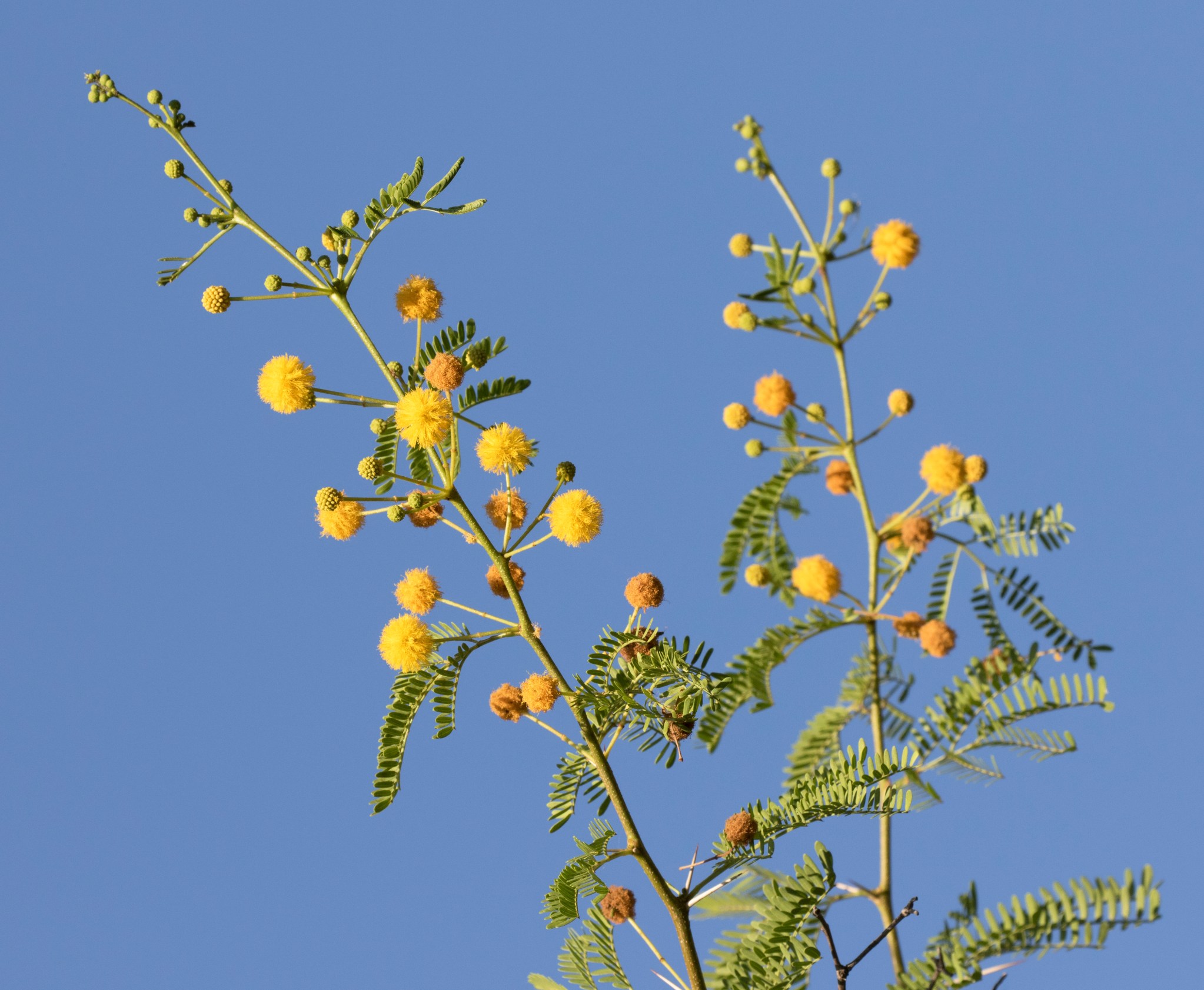 Acacia farnesiana – Sweet Acacia – Desert Gardener