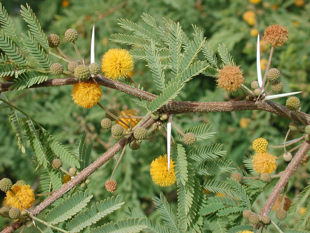 Acacia farnesiana – Sweet Acacia – Desert Gardener