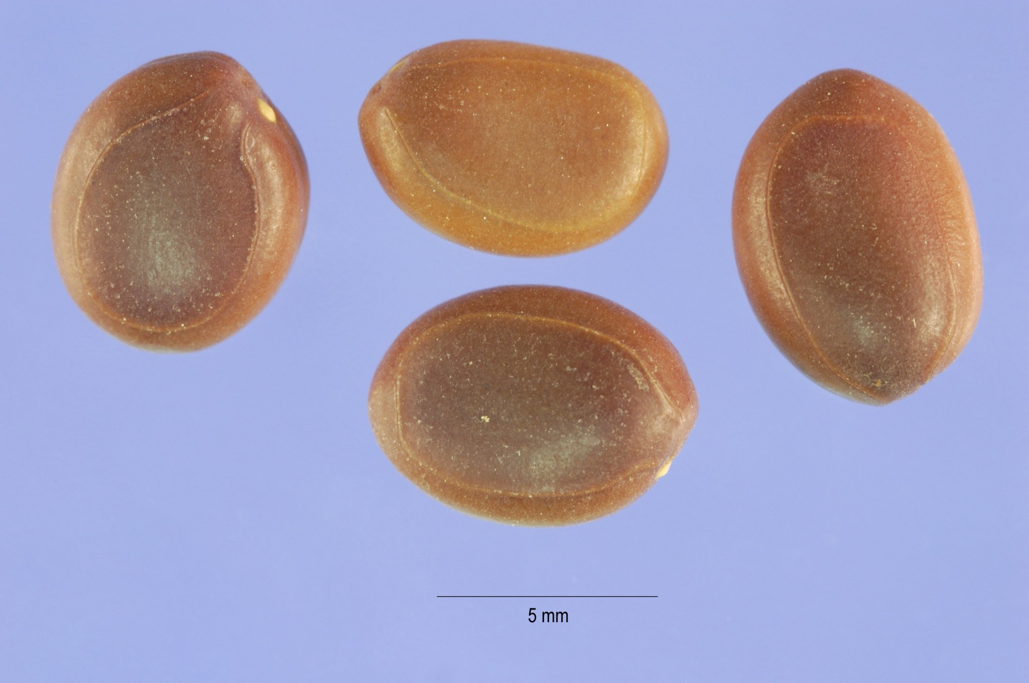 Acacia farnesiana – Sweet Acacia – Desert Gardener