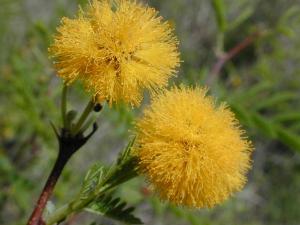 Acacia farnesiana – Sweet Acacia – Desert Gardener