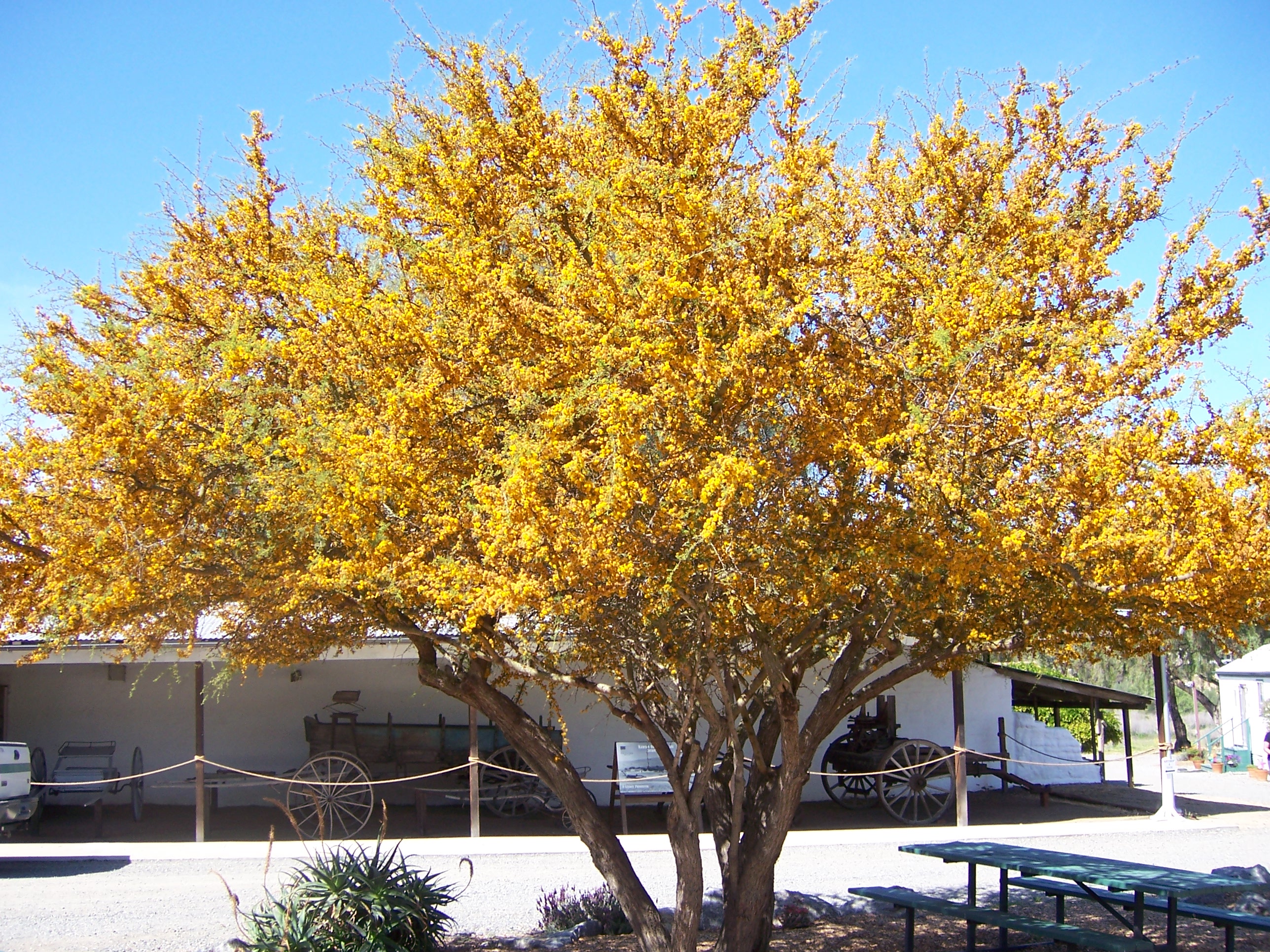 Acacia farnesiana – Sweet Acacia – Desert Gardener