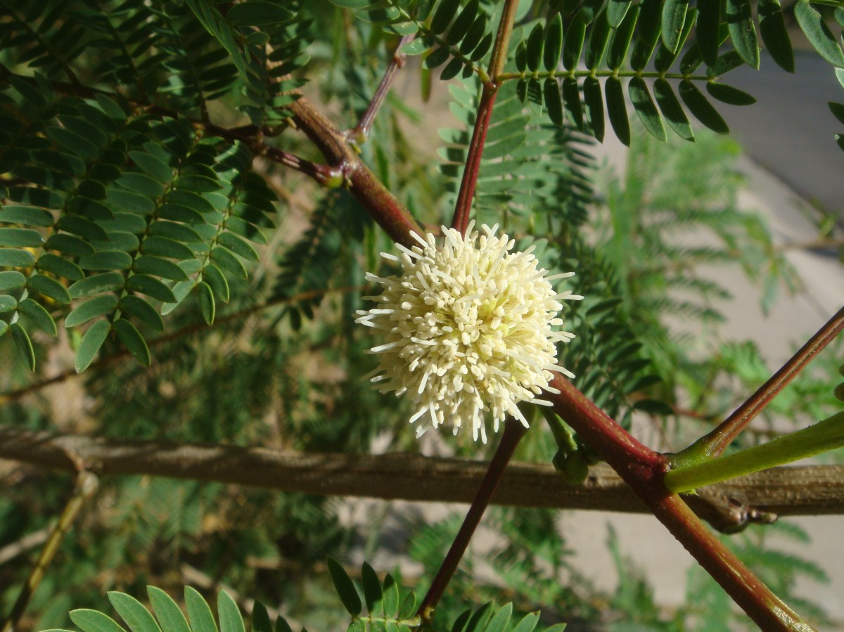 Acacia berlandieri – Guajillo – Desert Gardener