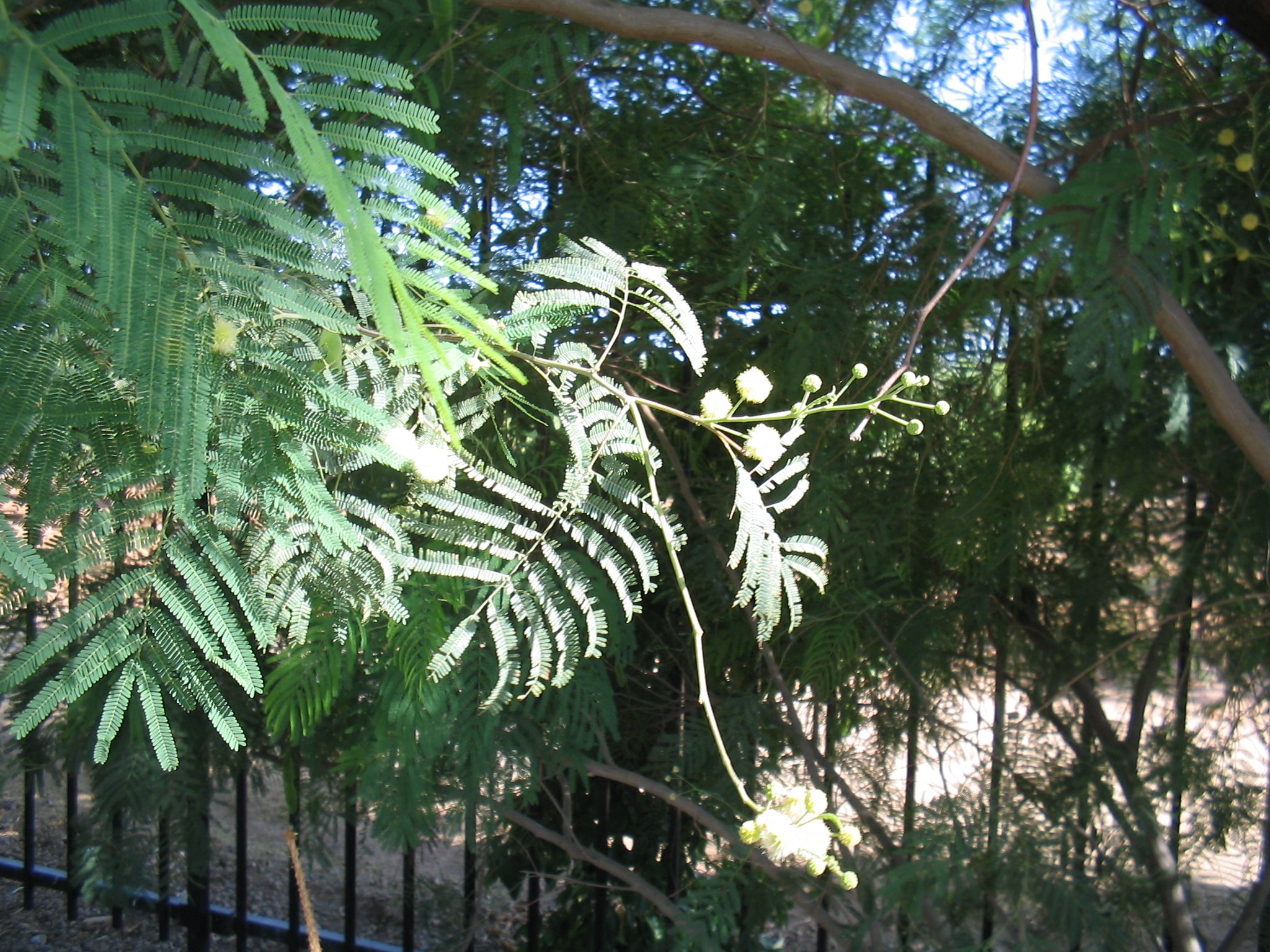 Acacia berlandieri – Guajillo – Desert Gardener