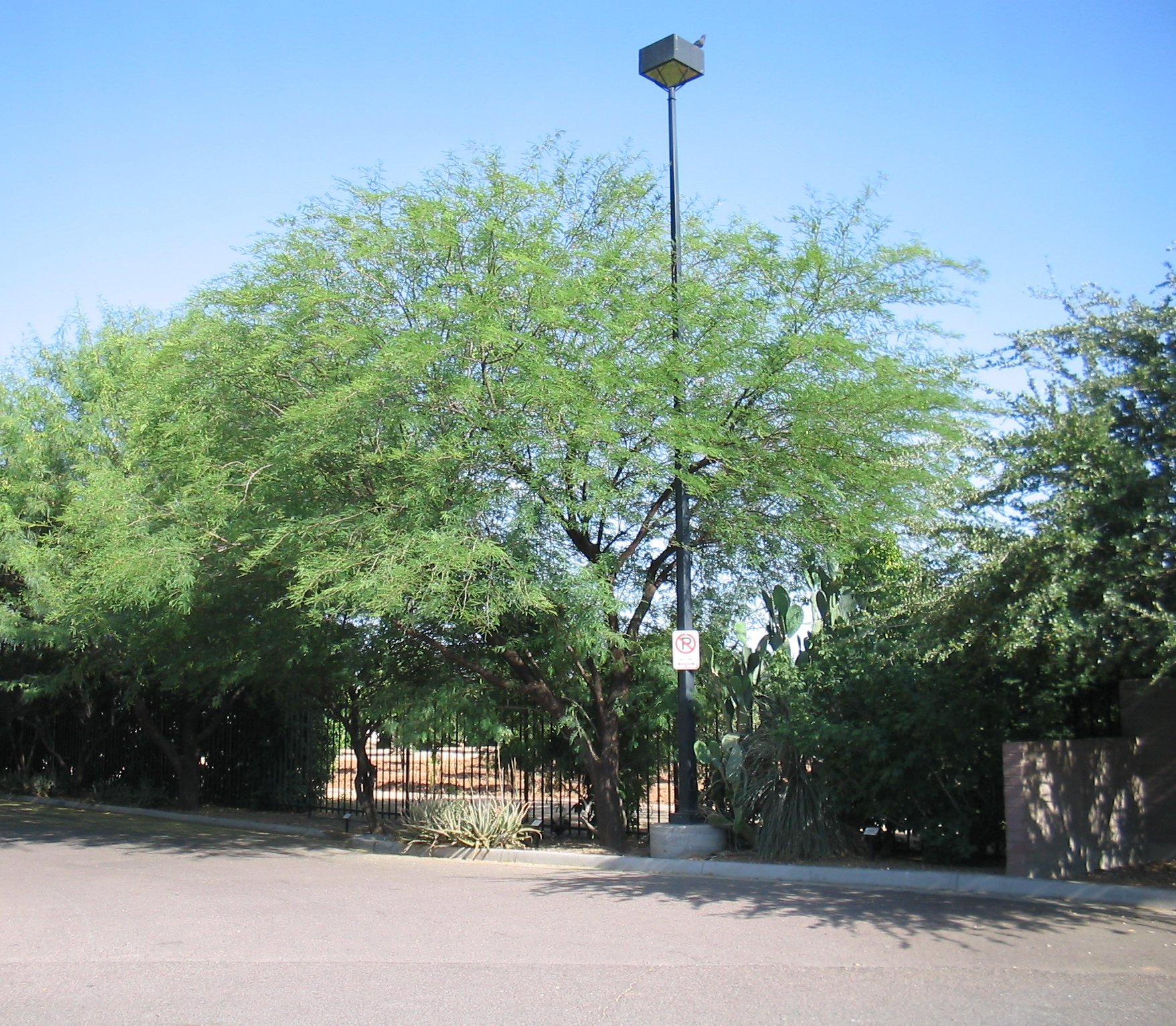 Acacia berlandieri – Guajillo – Desert Gardener